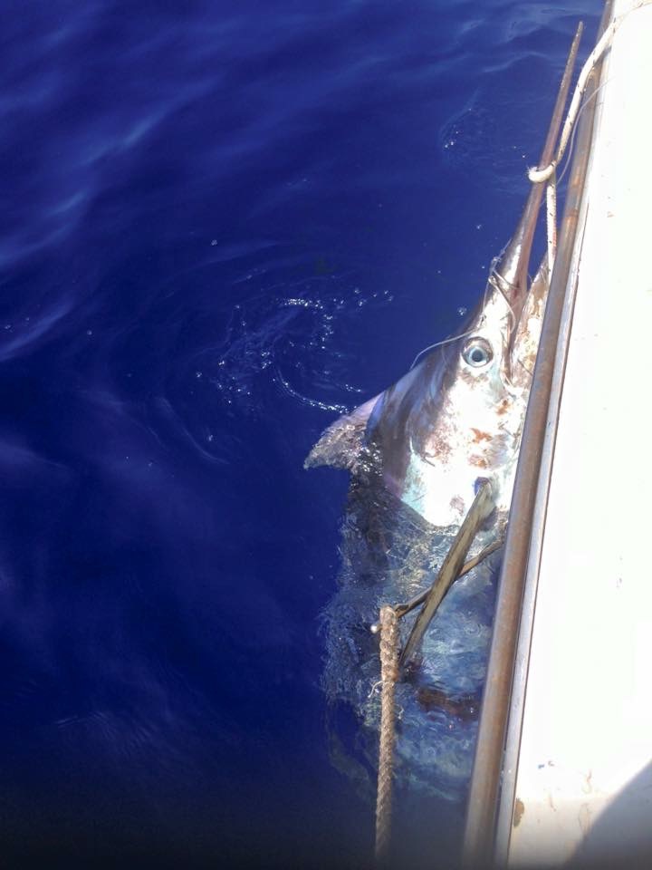 Experience the Thrill of the 62nd Annual Hawaiian International ...