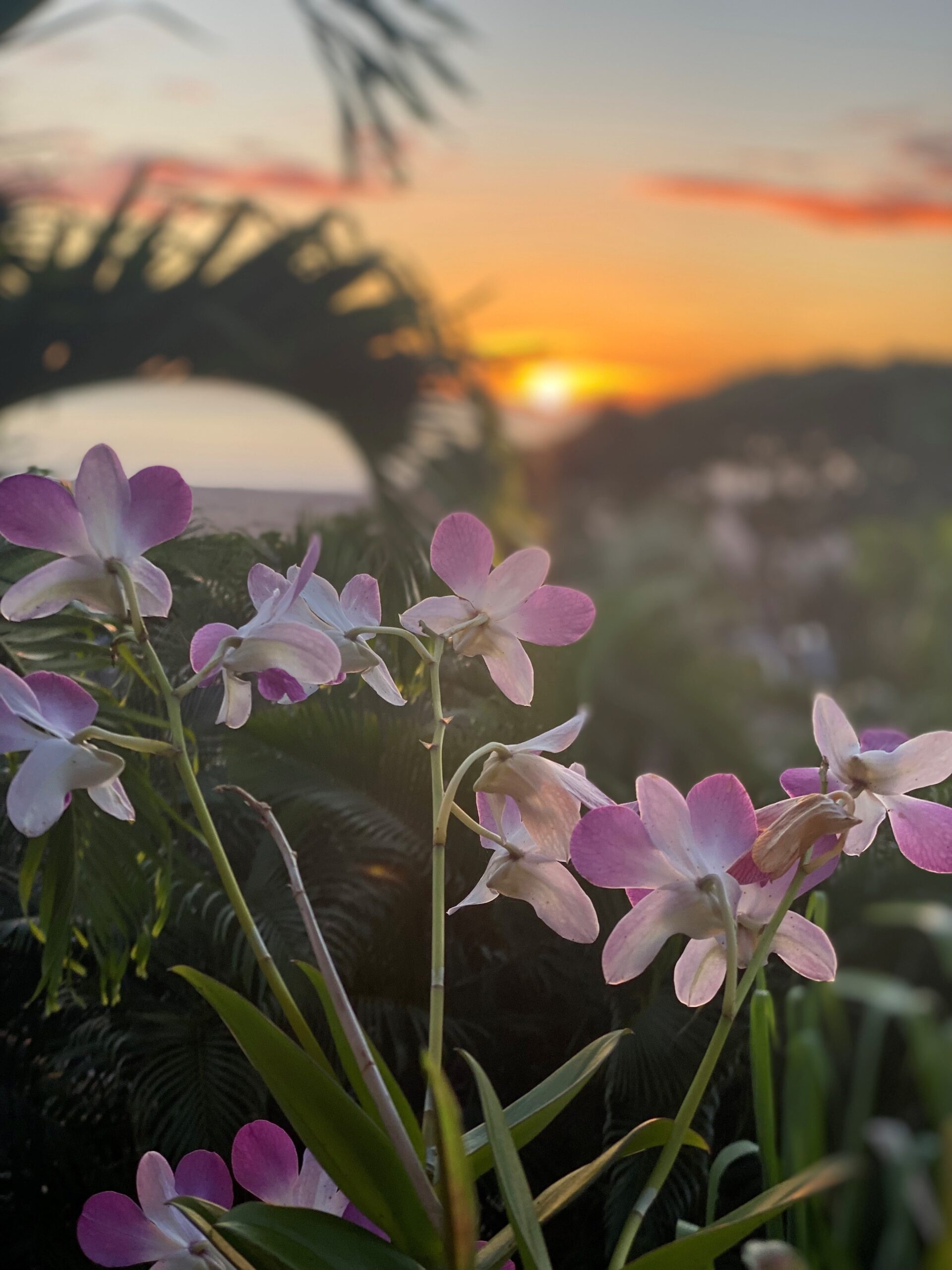 Embrace the Aloha Spirit: A Guide to Hawaiian Flowers and How to Wear ...